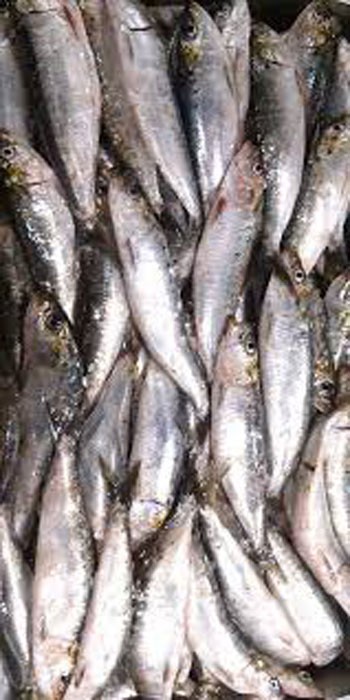 Goldband Selar Fish, চাপিলা মাছ, Chapila, سمك, Fisch, 500g pkt ...