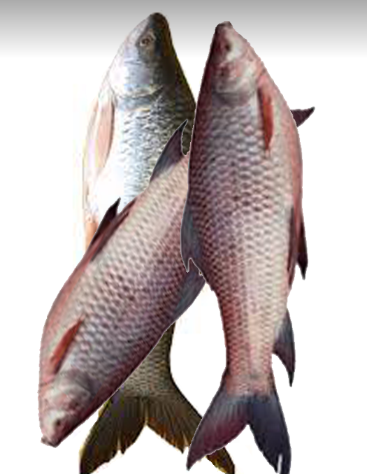 Ruhu Fish, Rui Mach, Karpenfisch (ca. 2-4kg), per kg - Tukwila - Online ...