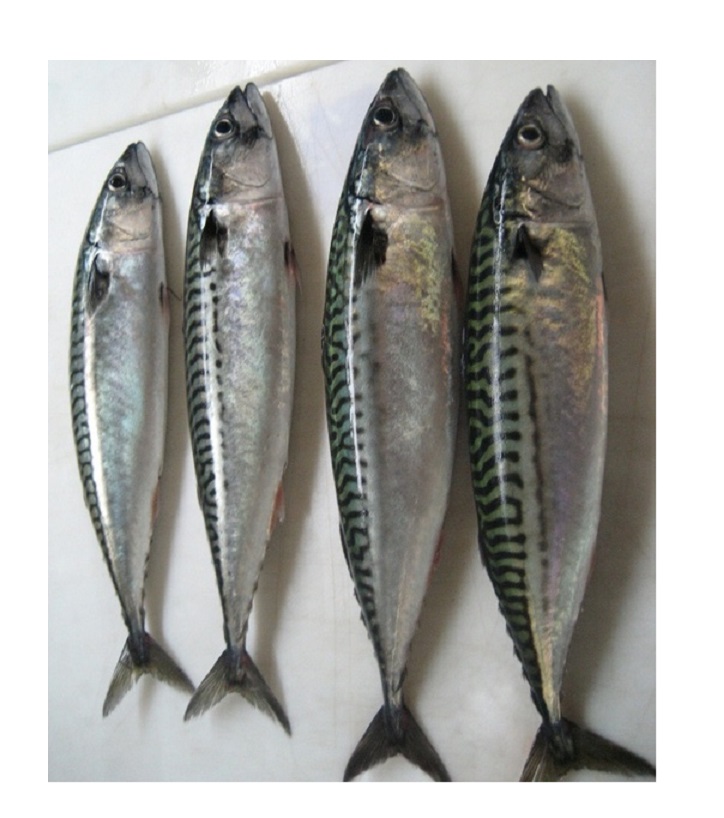 Indian Horse Mackerel fish, Fisch, 5-7pcs, 1kg /pkt - Tukwila - Online ...