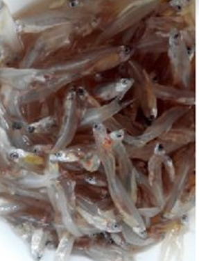 Keski fish (cleaned-block), Choto-Mola Molla mach, Yellowtail mullet ...