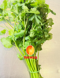 Fresh Dhania, Coriander Leaves, Frischer Koriander, 1-bund - Tukwila ...