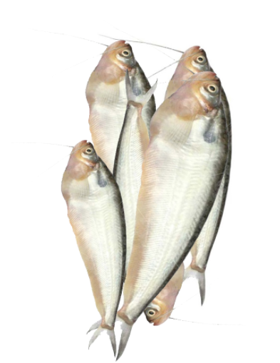 Pabda fish (cleaned) block-Bangladeshi, desi mach, 7inch, Fisch, (500g ...