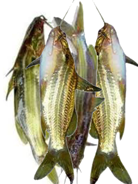 Tengra fish (cleaned) block, Tangra, Tyngra, 250g-per pkt - Tukwila ...