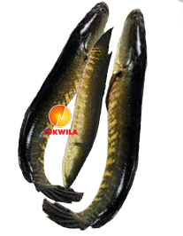 Shol Mach Fish (cleaned), Murrel fisch, steak, 500g - Tukwila - Online ...