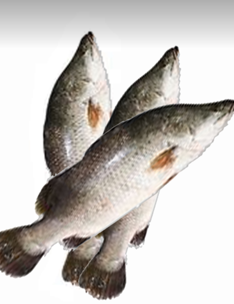 Desi Koral fish (cleaned), Barramundi Fish, Bhetki Vetki Mach, 500g ...