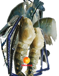 Golda Chingri, Shrimp, Prawn, Garnelen, BT clean-whole,1kg-pkt (8/12 ...
