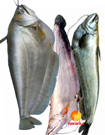 Boal Boyal Basa mach, Fish, Fisch, Wallago attu, Sareng catfish (2~3kg ...