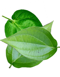 Pan Patta, Paan ka Patta, Betel Leaf, ~50g (10-12stk) - Tukwila ...